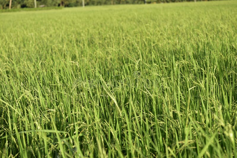Piante Di Riso, Cereali Nelle Risaie Immagine Stock - Immagine di ...
