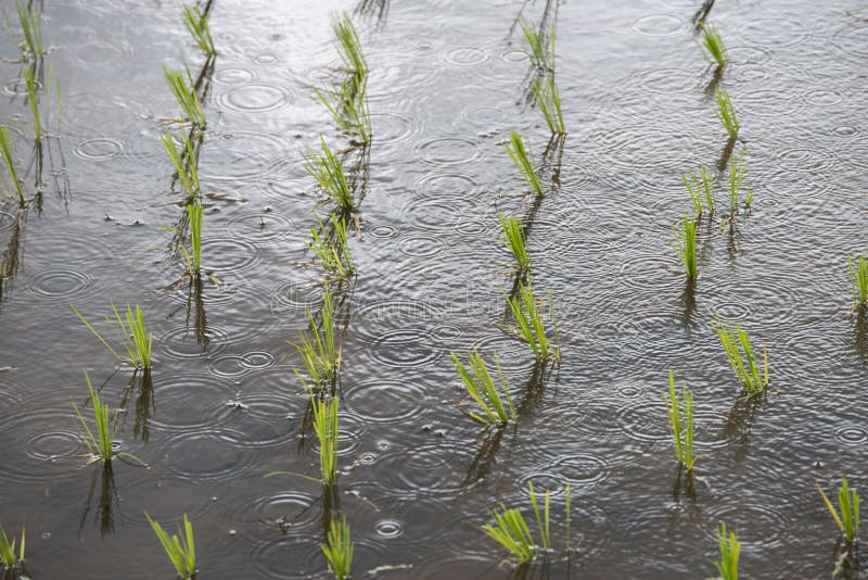 Piante Di Riso Nei Campi Di Riso Immagine Stock - Immagine di villetta ...