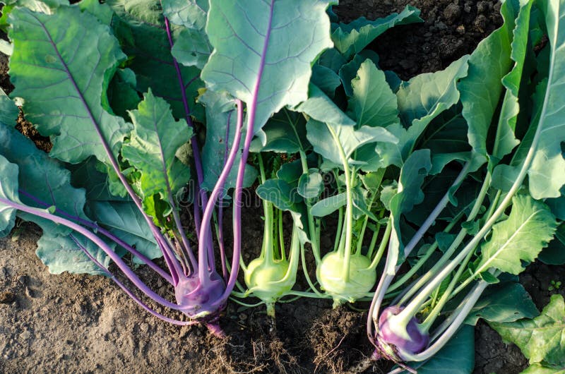 Varietà Differenti Del Cavolo Rapa Fotografia Stock - Immagine di ...