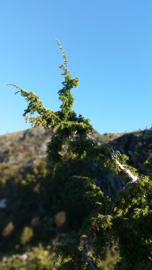 Piante Ed Alberi Sulla Montagna Immagine Stock - Immagine di flora ...