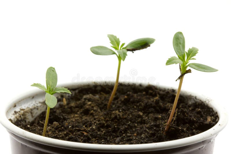 Plantule fotografia stock. Immagine di alberello, verde - 5018198