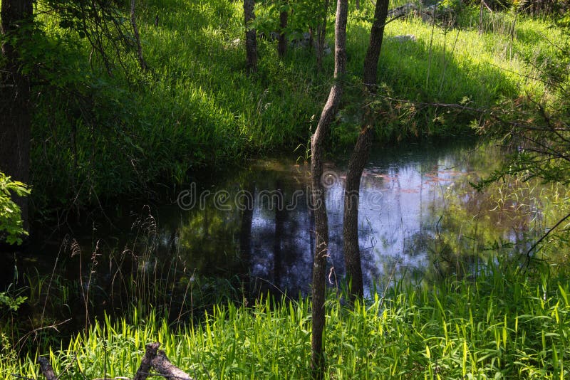 Piante Indigene - Il Fiume Potomac -2 Immagine Stock - Immagine di ...