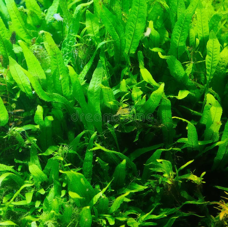 Flora Subacquea Fiumi Subacquei Delle Piante, Laghi, Stagno Fotografia ...