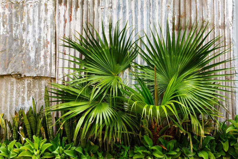 Piante Tropicali fotografia stock. Immagine di piante - 99466000