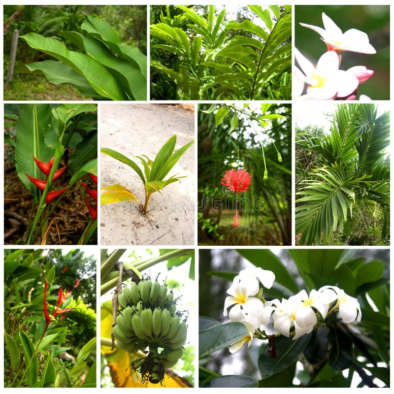 Piante tropicali e fiori immagine stock. Immagine di banana - 48398349