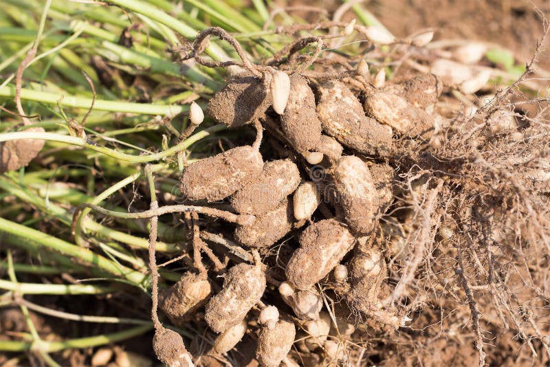 La Coltivazione Verde Delle Arachidi in Bali Fotografia Stock ...