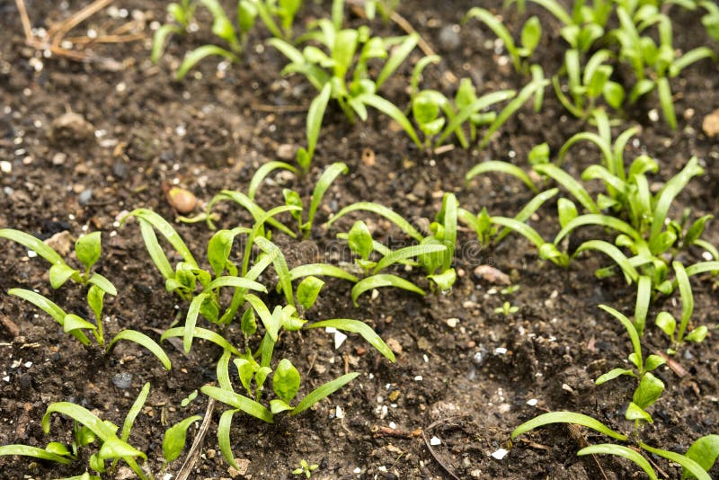 Pianta Delle Piantine Degli Spinaci Fotografia Stock - Immagine di ...