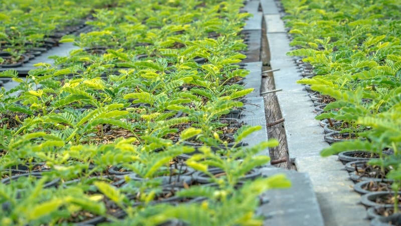 Piantine della pianta fotografia stock. Immagine di monocoltura - 95594336