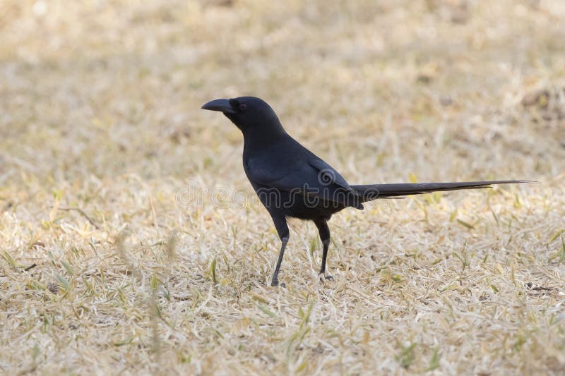Piapiac Standing on the Ground in the Dry Savannah Stock Image - Image ...