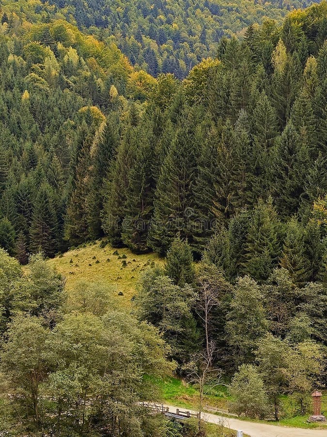 Piatra Craiului Forest - View from Panorama Piatra Craiului Stock Image ...