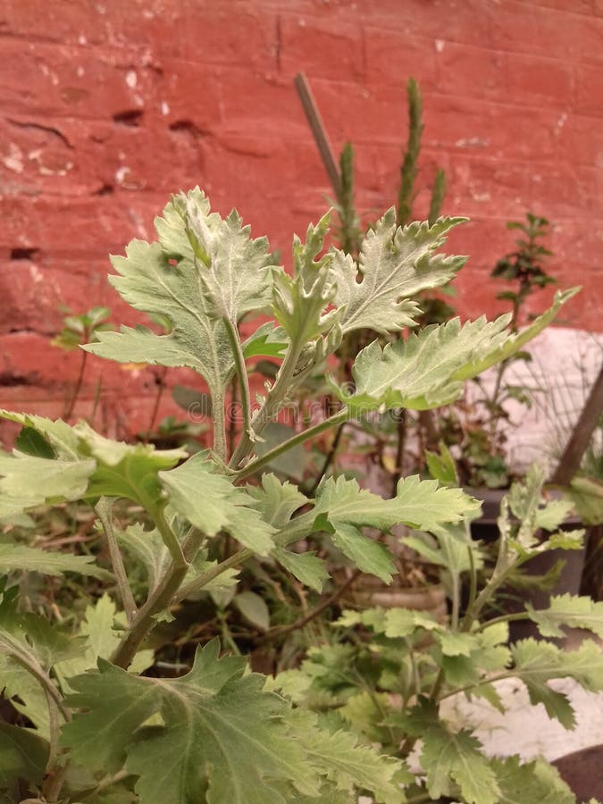 Chandramallika Tree stock photo. Image of flower, chandramallica ...