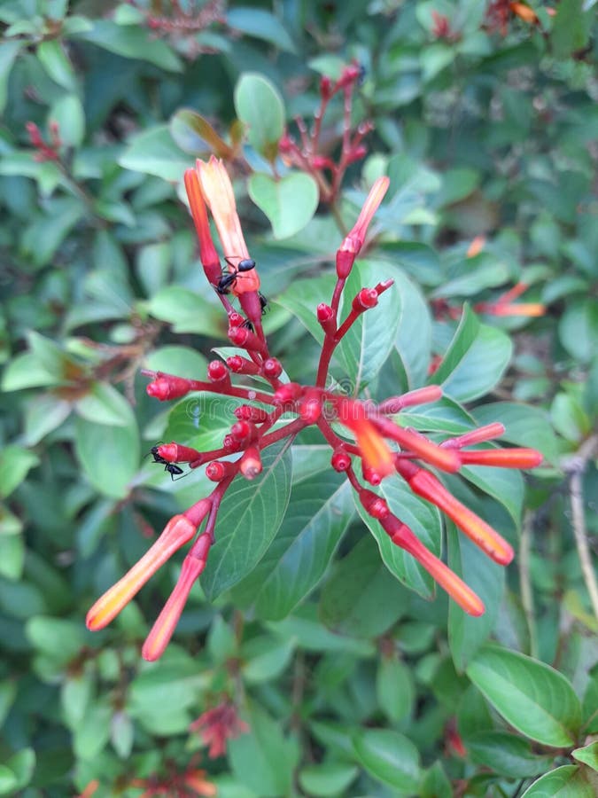 Pic of FIRE BUSH Plant Native To INDIA Stock Photo - Image of american ...