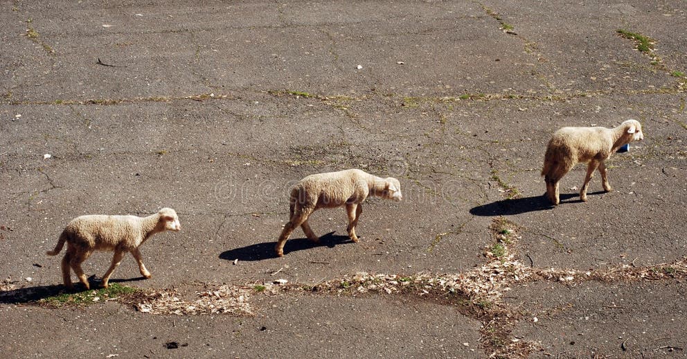 Lamb on the road stock photo. Image of agriculture, easter - 29748962