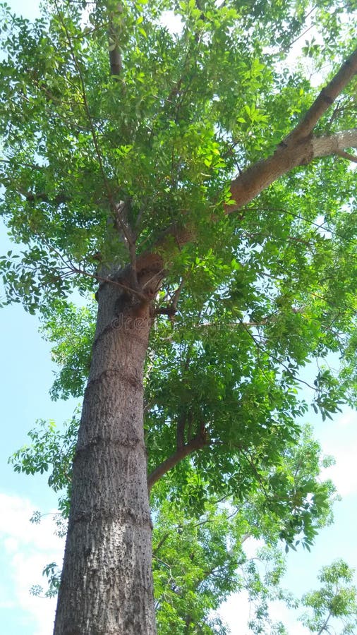 Tree stock image. Image of garden, chennai, tree, tack - 115378635