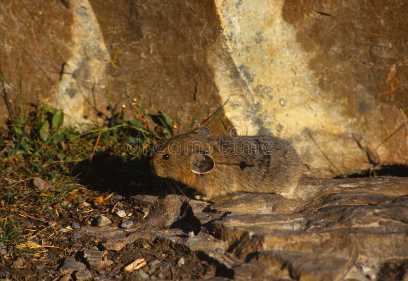 Pica in the rocks stock photo. Image of food, rocks, wildlife - 17783692