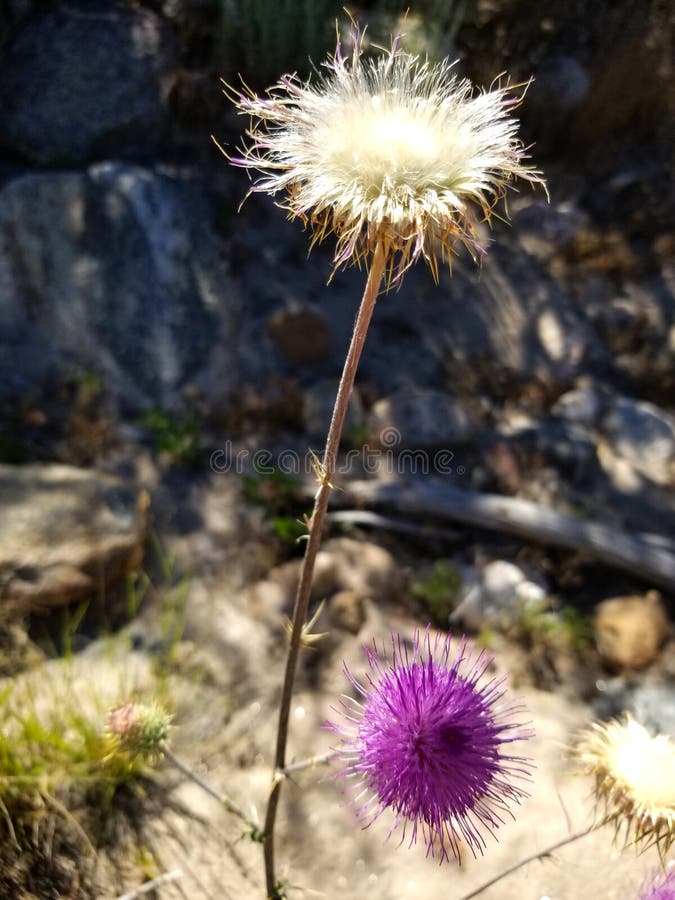 Picadas Brancas E Roxas No Dia Da Primavera Tucson Arizona Imagem de ...