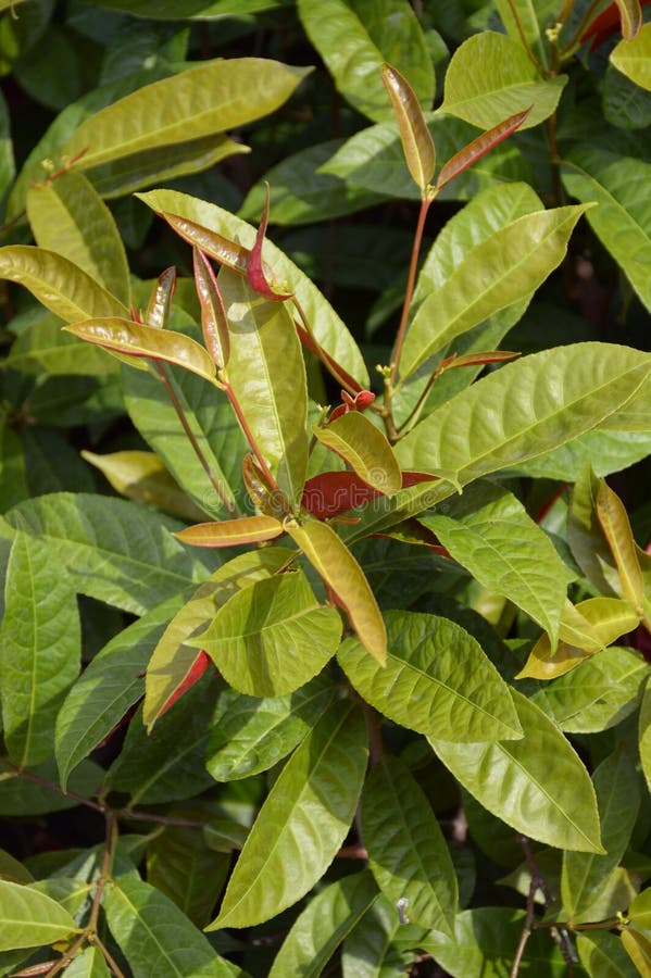 Picara tree stock photo. Image of foliage, picara, herb - 77375386