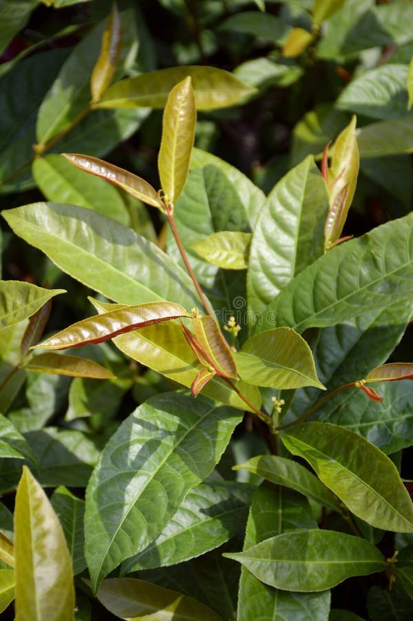 Picara Stock Photos - Free & Royalty-Free Stock Photos from Dreamstime