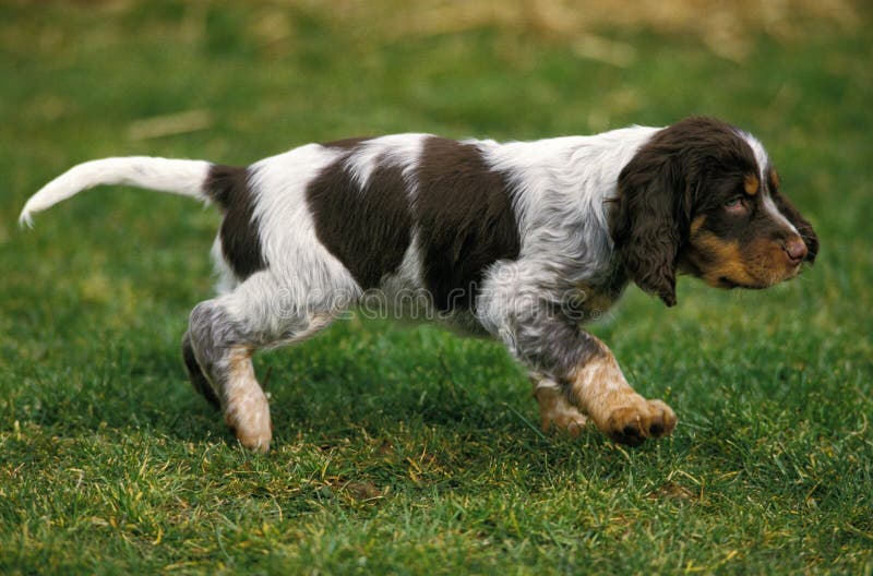 Picardy Spaniel Dog, Pup Standing on Grass Stock Image - Image of ...