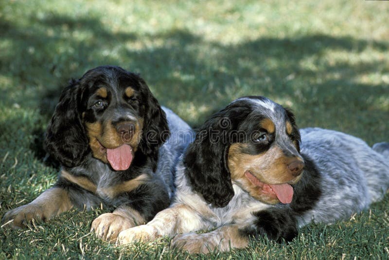 Picardy Spaniel Dog, Puppies Laying on Grass Stock Image - Image of ...