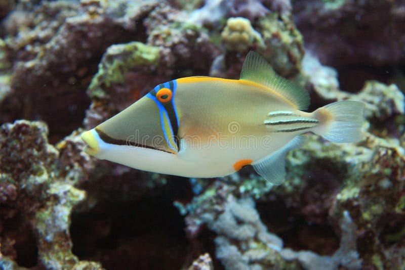 Picasso fish stock image. Image of picasso, underwater - 28164169