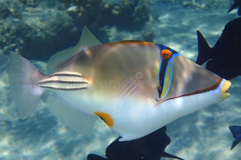 Picasso fish with corals stock photo. Image of underwater - 279118012