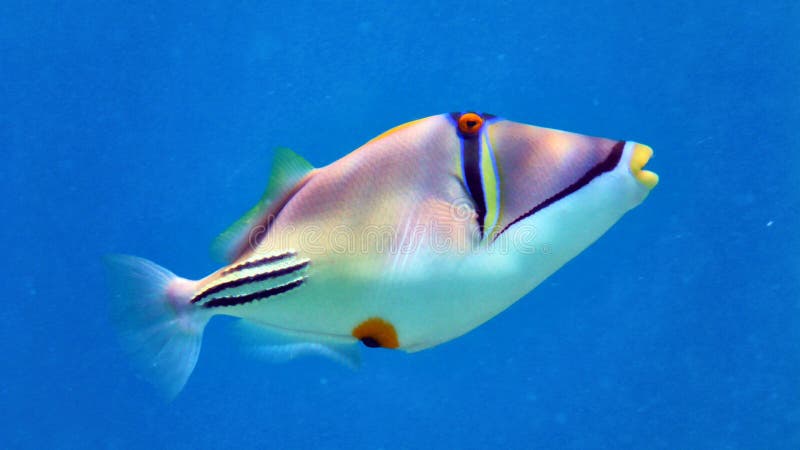 Picasso fish in Red sea stock image. Image of marine - 91365221