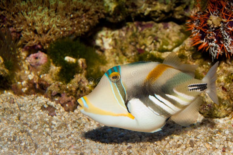 Picasso or Humu Humu Triggerfish Stock Photo - Image of coral ...