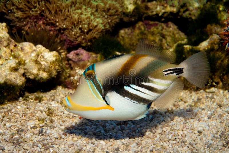 Picasso or Humu Humu Triggerfish Stock Image - Image of humuhumu, fish ...