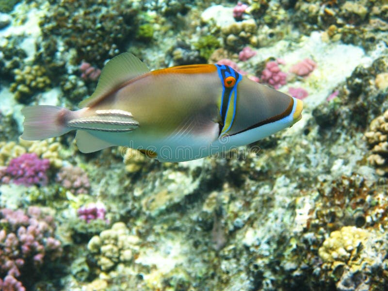 Picasso trigger fish stock image. Image of fauna, marine - 9243223