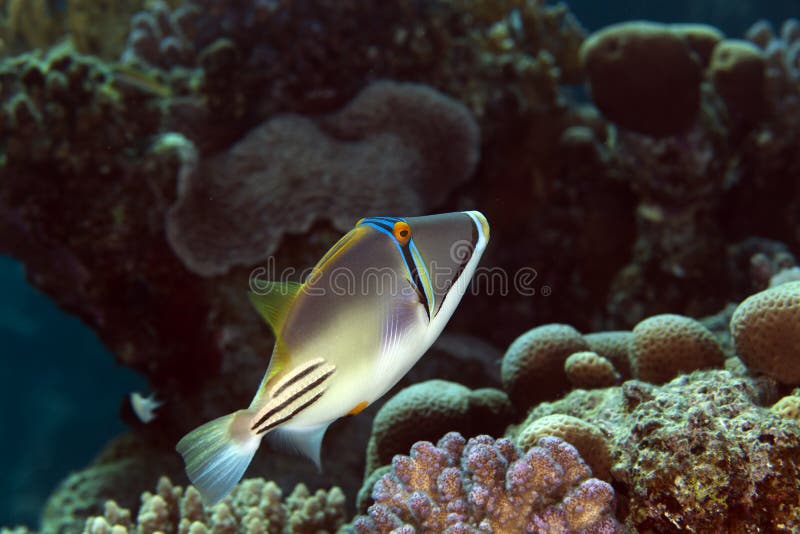 Puffer Fish stock photo. Image of finned, colour, sponges - 10725954