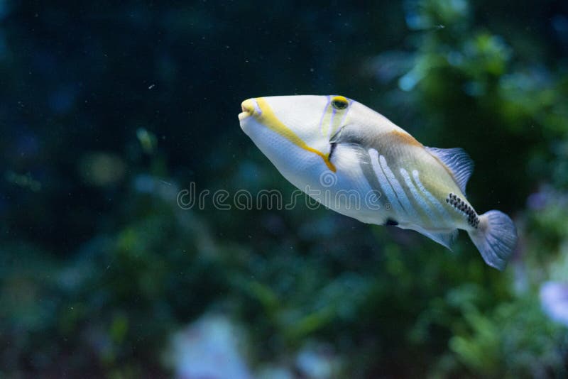 Picasso Triggerfish (Rhinecanthus Aculeatus Stock Image - Image of blue ...