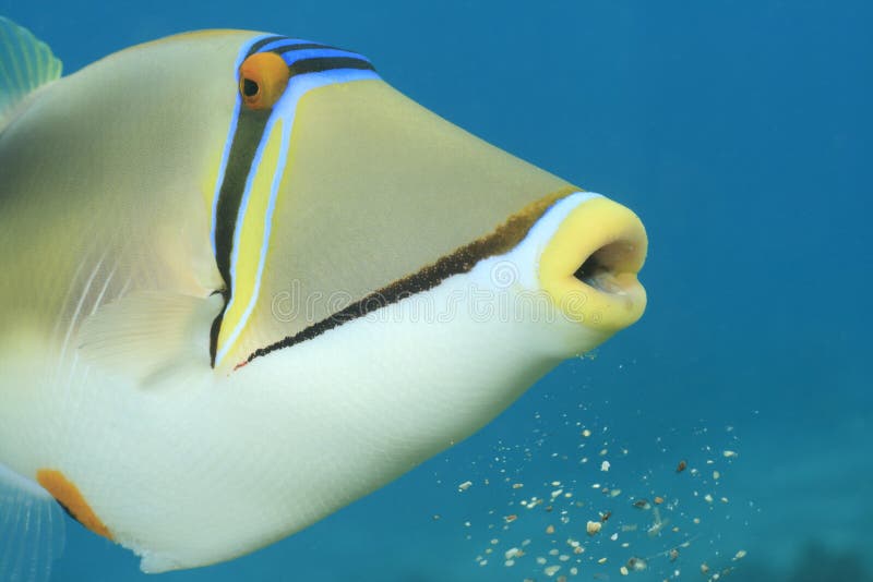 Sea squirt stock image. Image of animal, vacations, bottom - 1790043