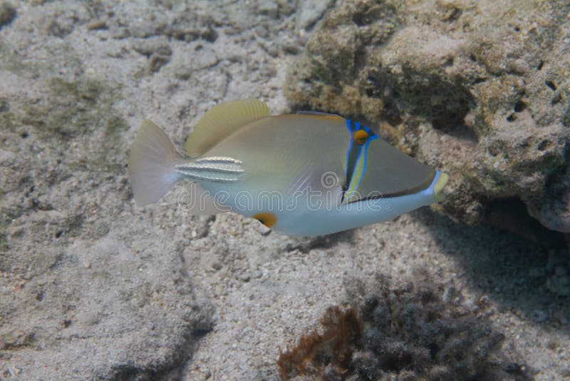 Picassofish en el Mar Rojo foto de archivo. Imagen de escala - 137158876