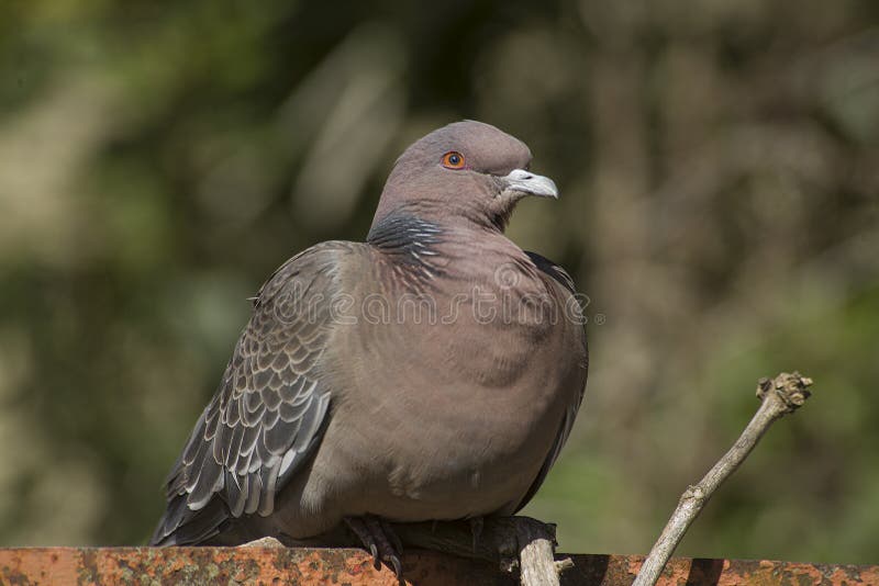 Picazuro Pigeon Perched on a Rusted Bar Stock Image - Image of doves ...
