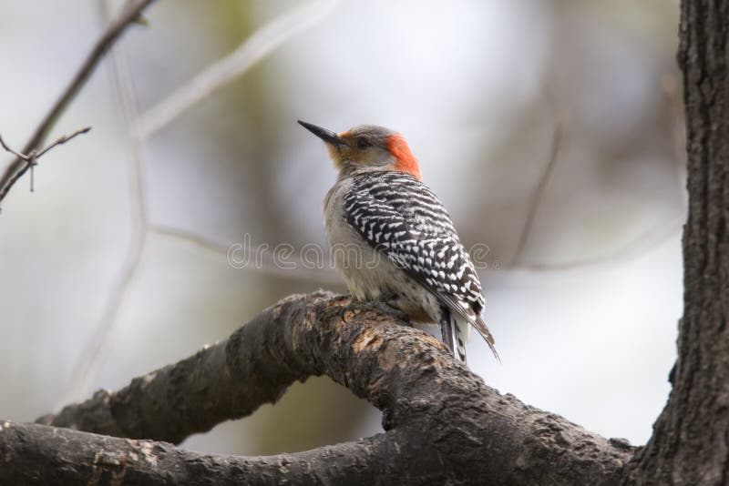 Il Picchio Gonfiato Rosso Esige Dal Foro Del Nido Nel Tronco Della ...