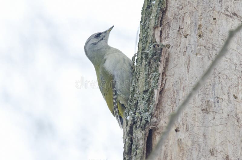 Picchio cenerino immagine stock. Immagine di animale - 28701421