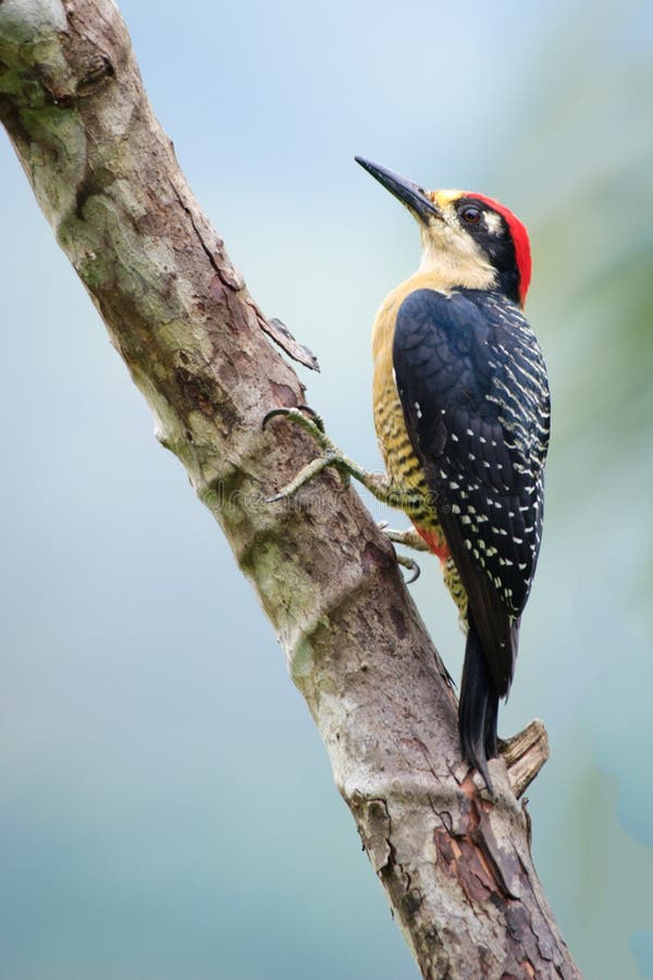 Picchio Dalla Foresta Della Montagna Di Costa Rica, Picchio Della ...