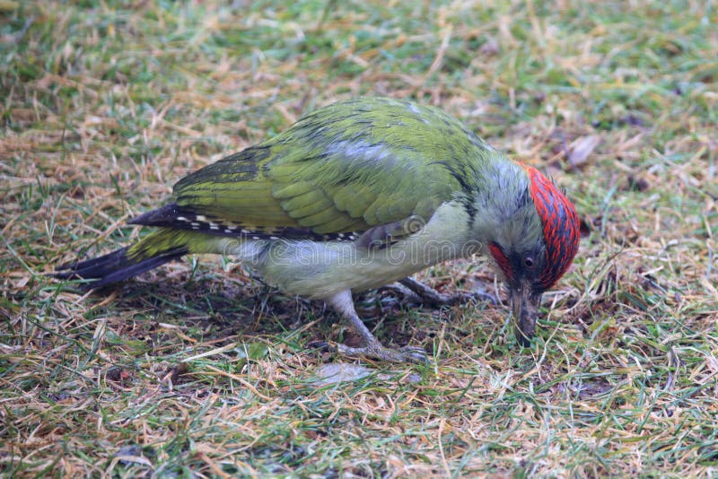 Picchio verde fotografia stock. Immagine di becco, nave - 87322612