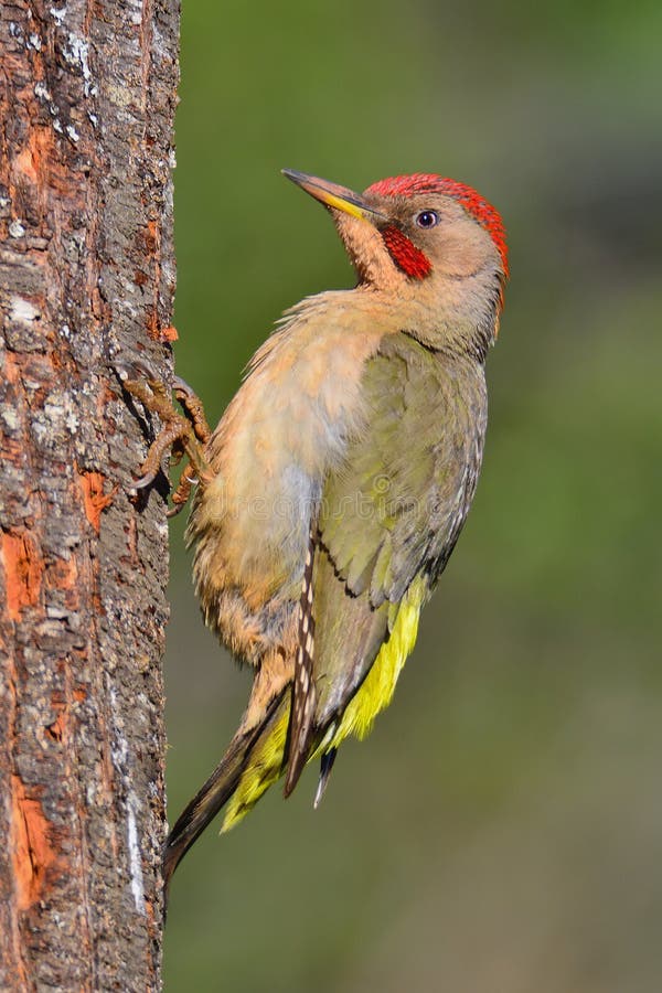 Picchio Verde Europeo Maschio Su Un Ramo Immagine Stock - Immagine di ...