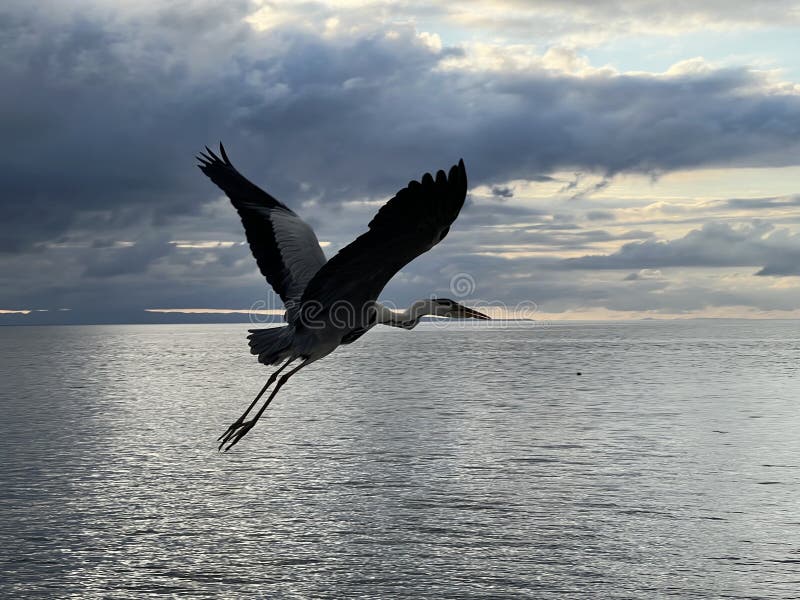 Picci stock image. Image of gull, wings, seafront, wing - 284253405