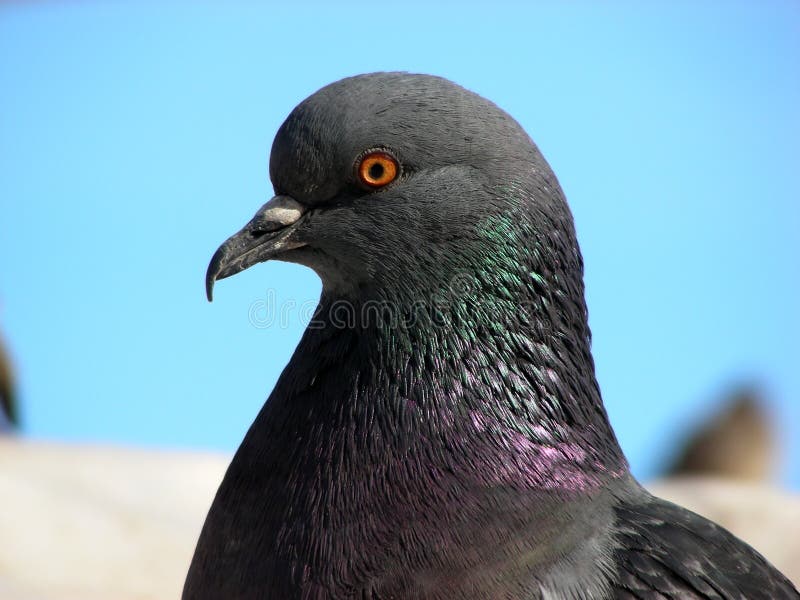 Piccione immagine stock. Immagine di fattura, uccello - 13404791