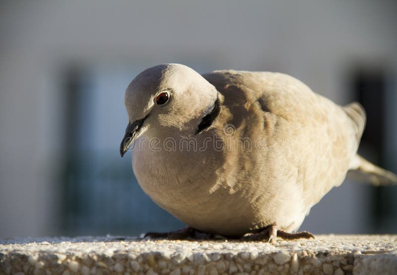 Piccione fotografia stock. Immagine di piccione, profilo - 22352998