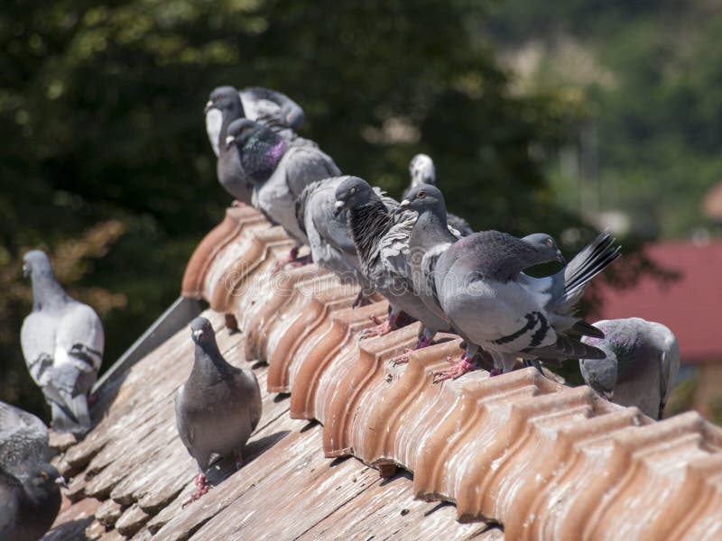 Piccione immagine stock. Immagine di verde, piccione - 33340461