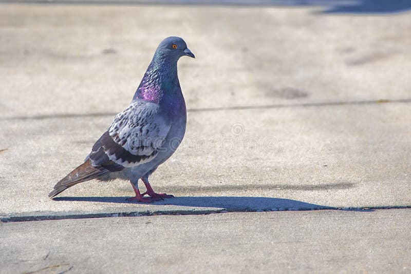 Piccione comune fotografia stock. Immagine di piacevole - 84946356