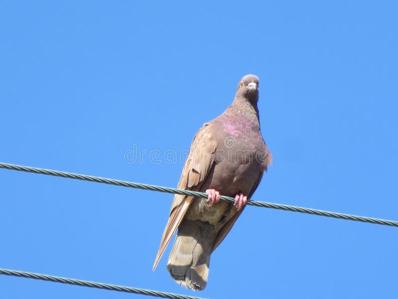 Piccione comune stock photo. Image of common, animal - 148120758