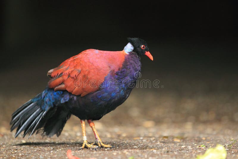 21,521 Fagiano Foto - Foto Stock Gratis e Royalty-Free da Dreamstime