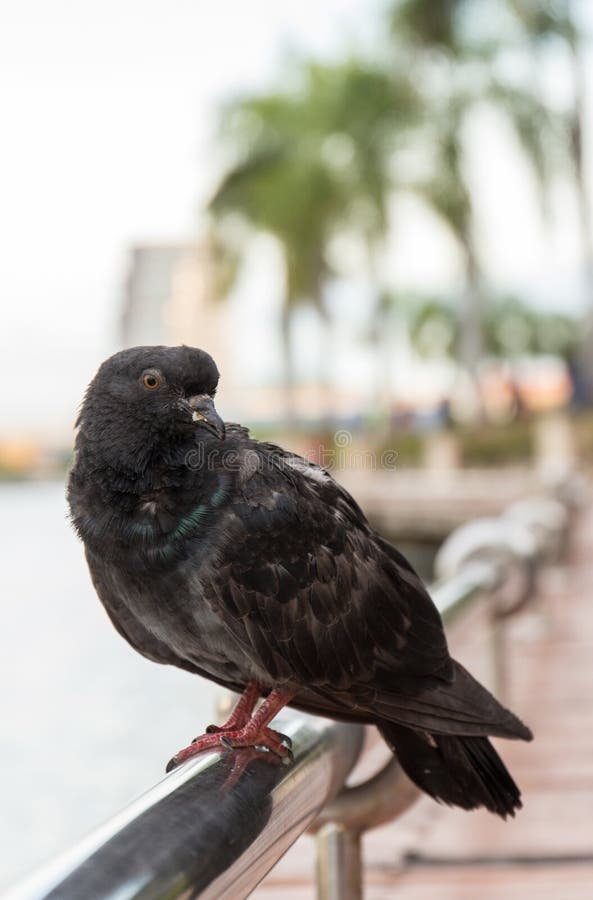 Piccione nero fotografia stock. Immagine di parco, differente - 32521940