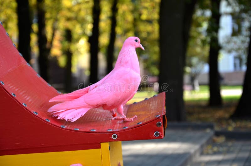 Piccione rosa immagine stock. Immagine di insolito, colomba - 83184821