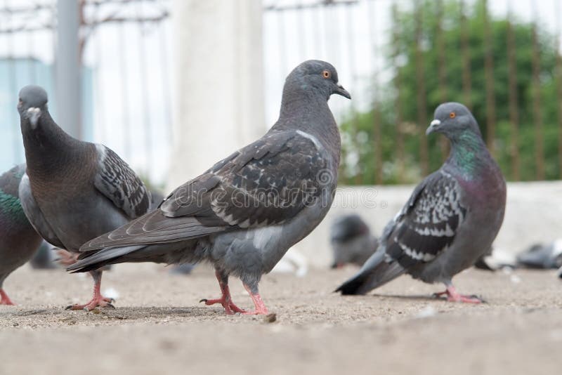Di Piccione Colorato Di Colomba, Piccioni Fotografia Stock - Immagine ...